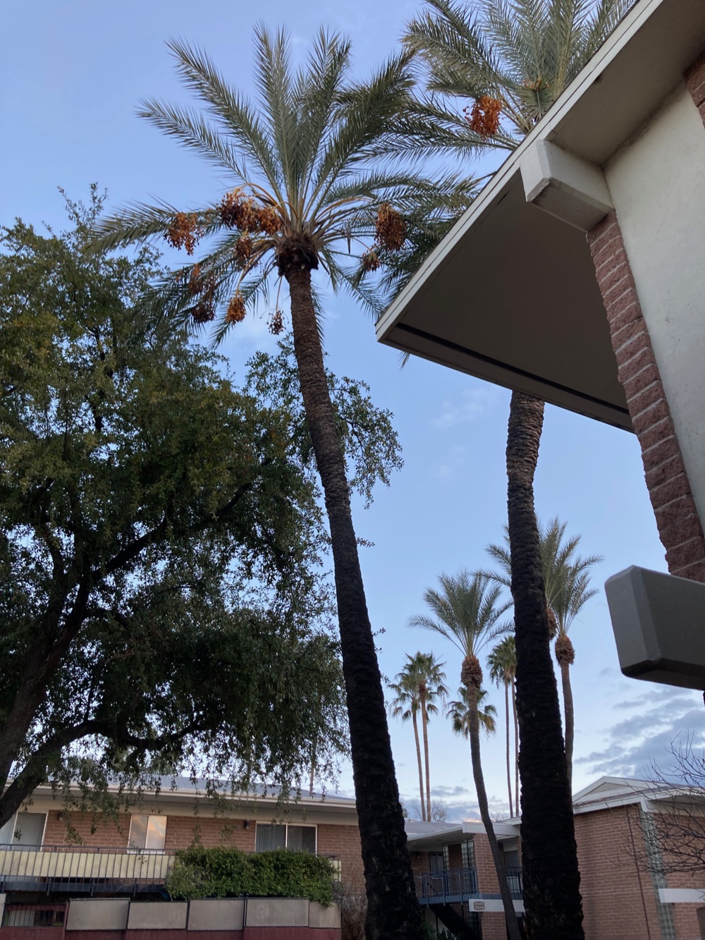 How (and how not) to Harvest Date Palms